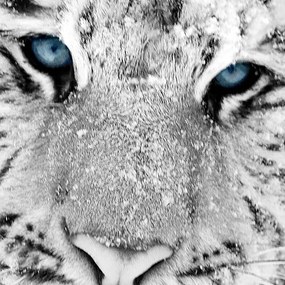 Malvis ® Tapeta Sibiřský tygr Vel. (šířka x výška): 288 x 200 cm