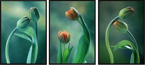 Obraz V Rámu 43x33 cm Triptych Sada 3 obrazů Tulipány Květiny Pole P2002