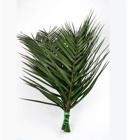 Listy palmy Phoenix 175 - 200 cm
