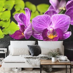 Fototapeta Orchidové Lázně Samolepící tapety 520x318