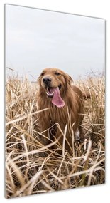 Wallmuralia Vertikální Foto obraz skleněný svislý Golden retriever 50x100