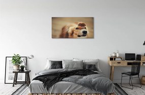 Obrazy na plátně dog bun 100x50 cm