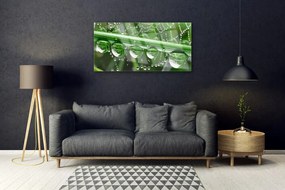 akrylový obraz Pavučina Kapka Rostlina 100x50 cm