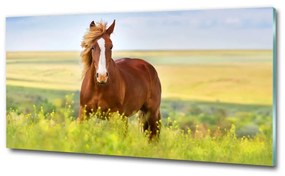 Wallmuralia Foto obraz sklo tvrzené Hnědý kůň 100x50