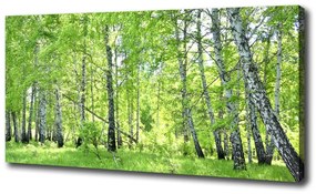 Wallmuralia Foto obraz canvas Břízový les 100x50