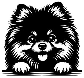 Samolepka pes Pomeranian (německý trpasličí špic)