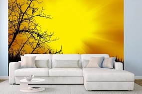 DIMEX | Samolepicí vliesová fototapeta na zeď Černé stromy MA-5-1840 | 375 x 250 cm | černá, žlutá, oranžová