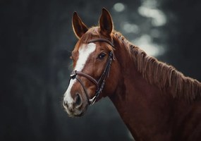 Obraz Kůň Na Pozadí Lesa Nedostatek Nedostatek Přírodní plátno 90x60
