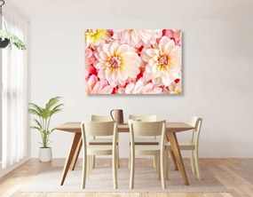 Obraz něžné květy jiřiny