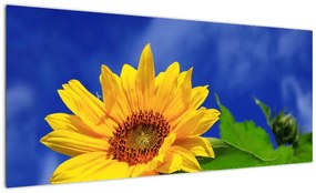 Obraz slunečnice (100x40cm)