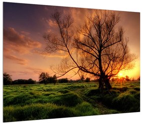 Obraz stromu v zelené krajině (70x50 cm)