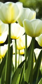 Dvoudílná vliesová fototapeta Bílé tulipány, rozměr 150x250cm, MS-2-0127