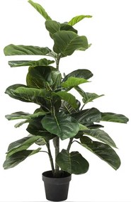 Fíkus dekorativní rostlina 120 cm
