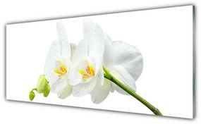 Plexisklo-obraz Plátky Květ Bíla Orchidej 125x50 cm