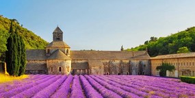 Obraz Provence s levandulovými poli