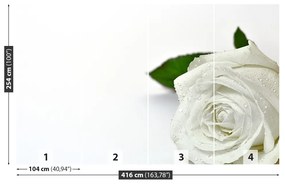 Fototapeta Bílá růže 104x70