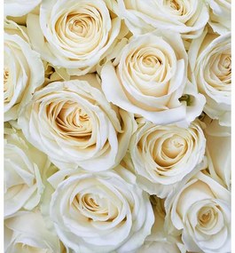 Třídílná vliesová fototapeta Bílé růže, rozměr 225x250cm, MS-3-0137