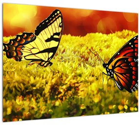 Skleněný obraz motýlů (70x50 cm)