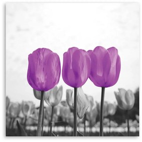 Gario Obraz na plátně Fialové tulipány Rozměry: 30 x 30 cm