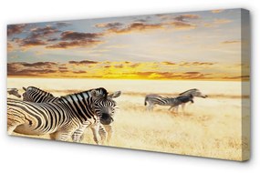 Obrazy na plátně Zebry pole sunset 125x50 cm