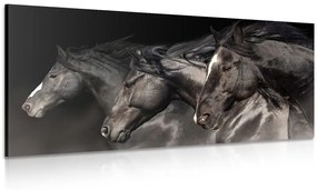 Obraz tři cválající koně - 100x50 cm