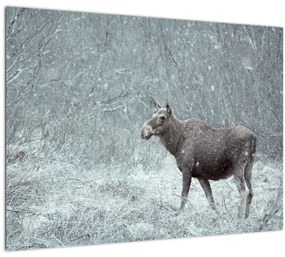 Skleněný obraz - Los v zasněženém lese (70x50 cm)