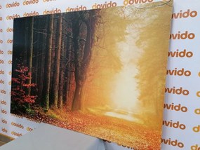 Obraz cesta v lese - 60x40 cm