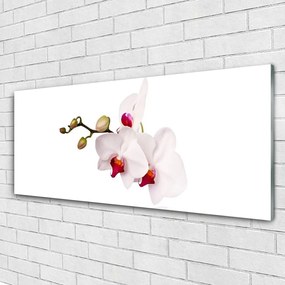 Plexisklo-obraz Květiny Příroda Orchidej 125x50 cm