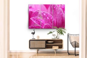 Malvis ® Obraz Květ s ranní rosou ROZMĚR (šířka x výška): pětidílný obdélník 150x60 cm