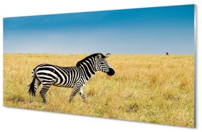 Obraz na skle Zebra box 100x50 cm