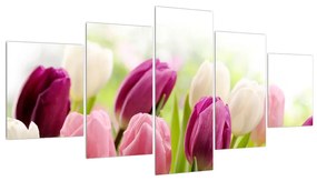 Obraz pučících tulipánů (150x80 cm)