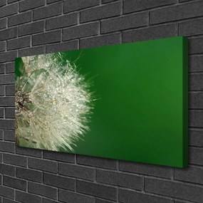 Obraz na plátně Pampeliška Rostlina 125x50 cm