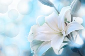 Obraz bílý květ lilie na abstraktním pozadí - 120x80 cm