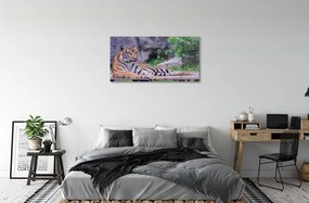 akrylový obraz Tiger v zoo 100x50 cm