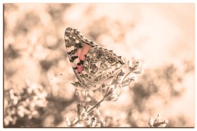 Obraz na plátně - Motýl na levandule 1221FA (100x70 cm)