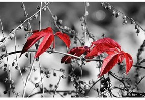Vliesové fototapety na zeď Červené listí na černém pozadí | MS-5-0110 | 375x250 cm