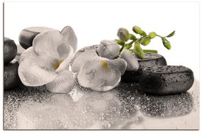 Obraz na plátně - Lávové kameny a  květy 163FA (75x50 cm)