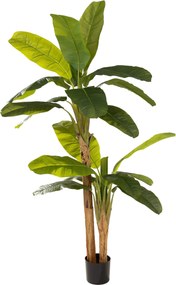 Banana Tree in Pot 210 cm