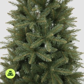 Smrk Kavkazský 180 cm