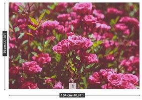 Fototapeta Růžové růže 104x70