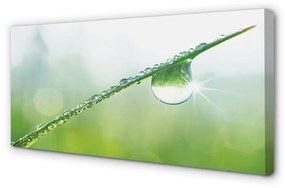 Obrazy na plátně Drop tráva makro 100x50 cm