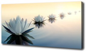 Wallmuralia Foto obraz tištěný na plátně Květiny lotosu 100x50