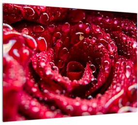 Obraz květu červené růže (70x50 cm)