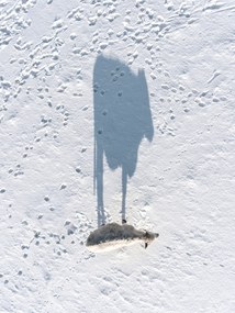 Tomáš Neuwirth | Stín ovce Rám: Dubový, Velikost: 30 x 40 cm