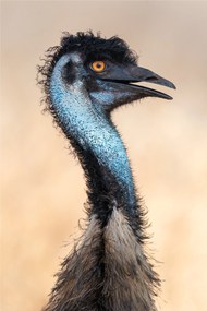Jakub Hodáň | Emu hnědý Rám: Černý, Velikost: 40 x 30 cm