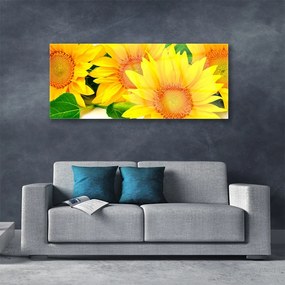 Plexisklo-obraz Slunečnice Květ Příroda 125x50 cm