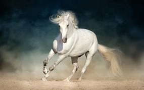 Vícedílný obraz Bílý Kůň Ve Cvalu Nedostatek Nedostatek Plátno Canvas 240x150