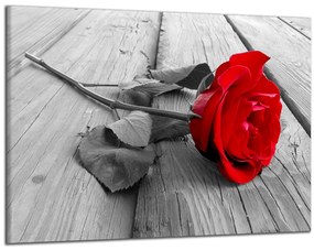 Obraz na plátně Rudá růže 1113AX