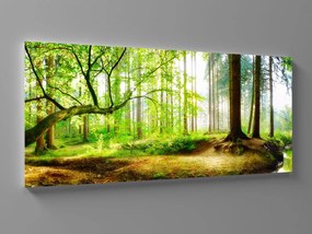 Liox XXL Obraz Les v paprscích slunce Rozměr: 300 x 150 cm