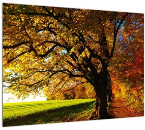 Skleněný obraz podzimního stromu (70x50 cm)